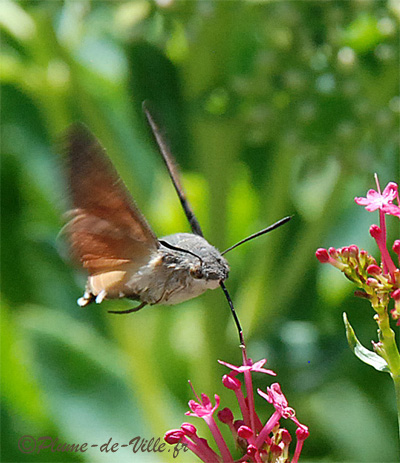 Papillons.Le Moro Sphinx. [PlumeDeVille]