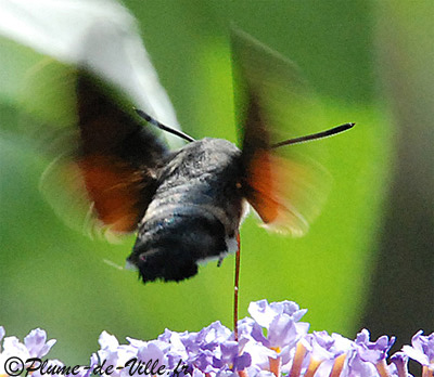 Papillons.Le Moro Sphinx. [PlumeDeVille]