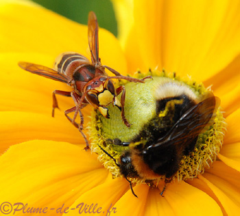 Insectes (autres). Le Frelon. [PlumeDeVille]