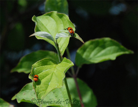 Insectes (autres). Clytra. [PlumeDeVille]