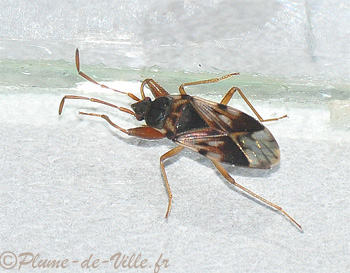 Au fil des jours.Décembre 2012. [PlumeDeVille]