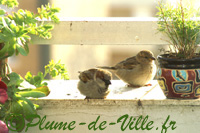 Fiche moineaux. [Plume-de-Ville]